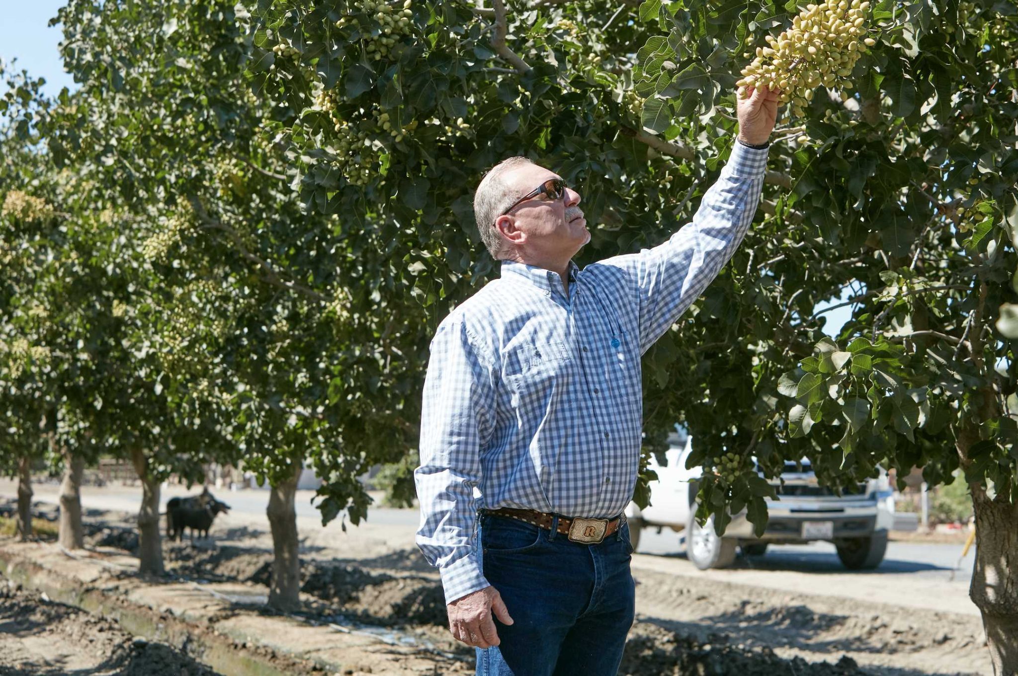 Fisticul | Beneficii și rețete din SUA | DelicioUS